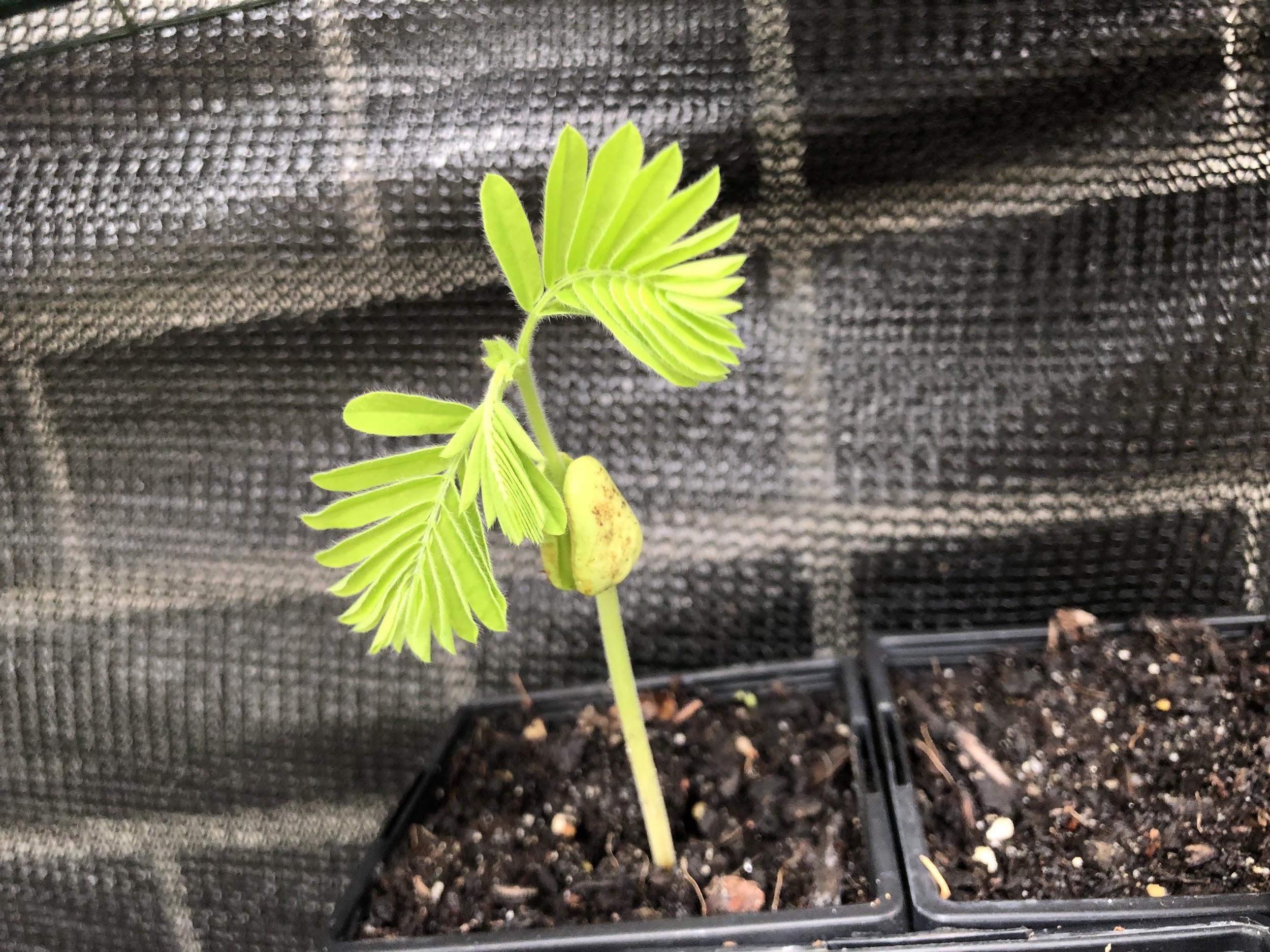 Growing Tamarind from Seed – Zacaconia Tropical Gardens
