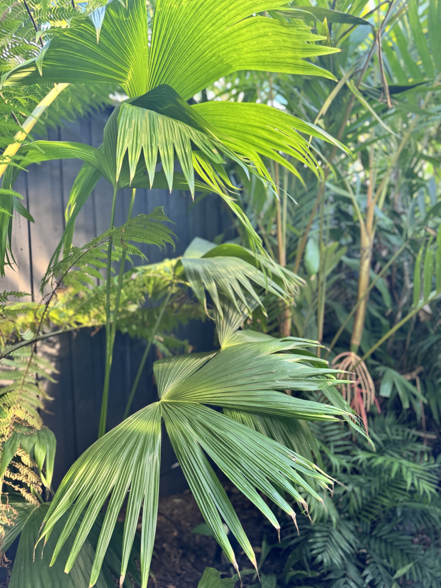 13 Stunning Palm Species Thriving in Our Brisbane Garden – Zacaconia ...