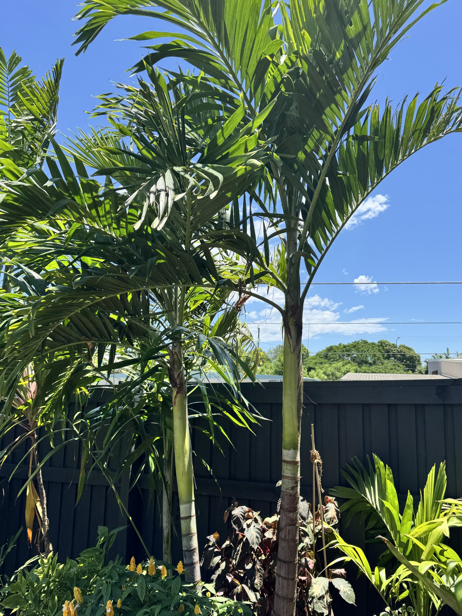 13 Stunning Palm Species Thriving in Our Brisbane Garden – Zacaconia ...