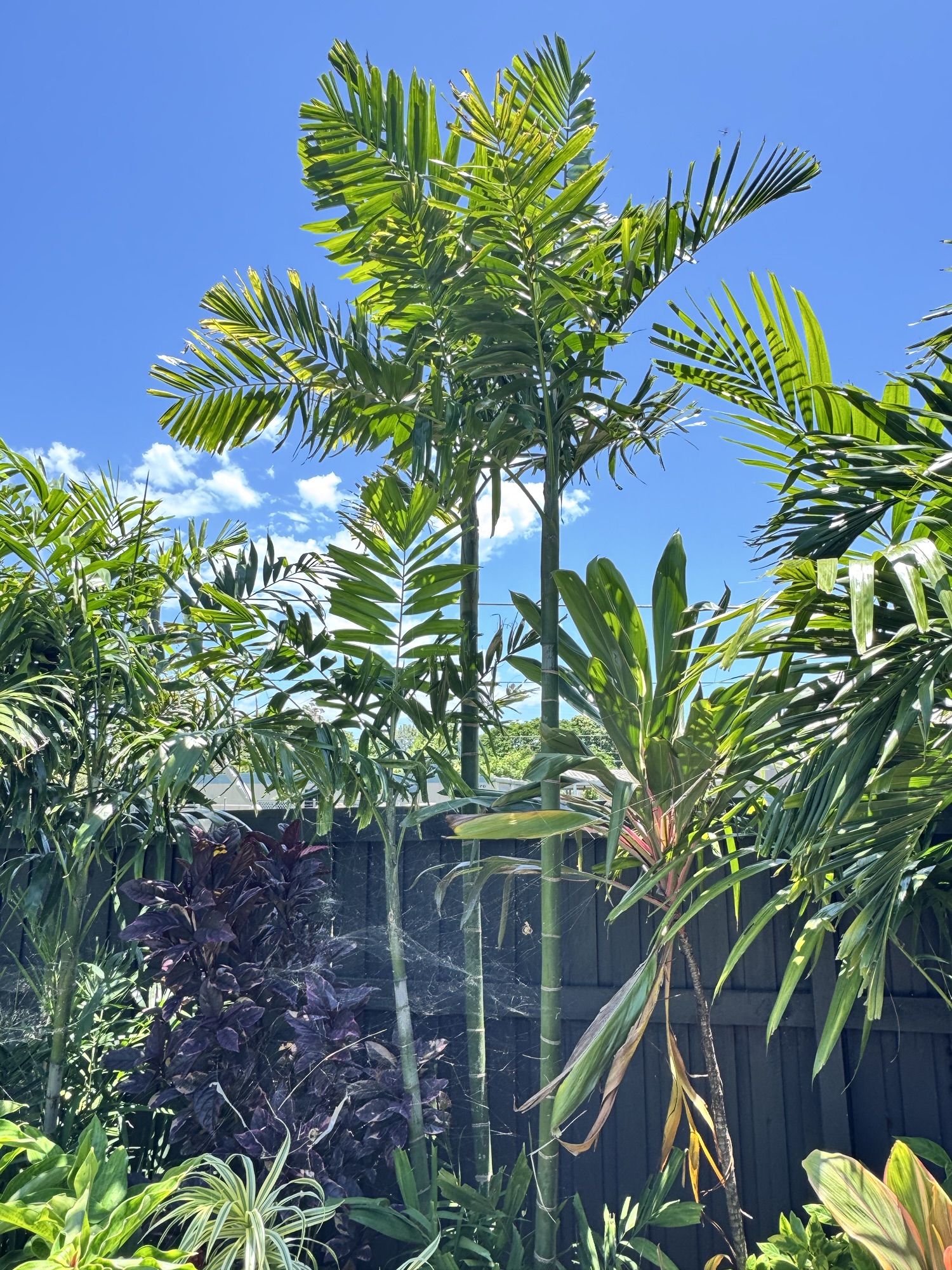13 Stunning Palm Species Thriving in Our Brisbane Garden – Zacaconia ...