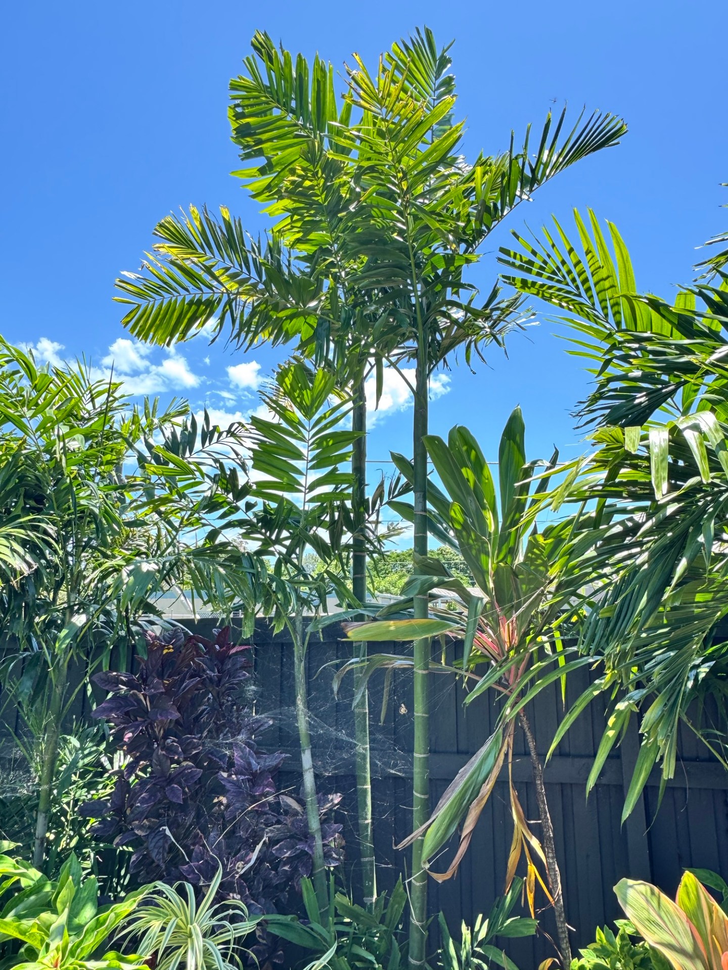 13 Stunning Palm Species Thriving in Our Brisbane Garden – Zacaconia ...
