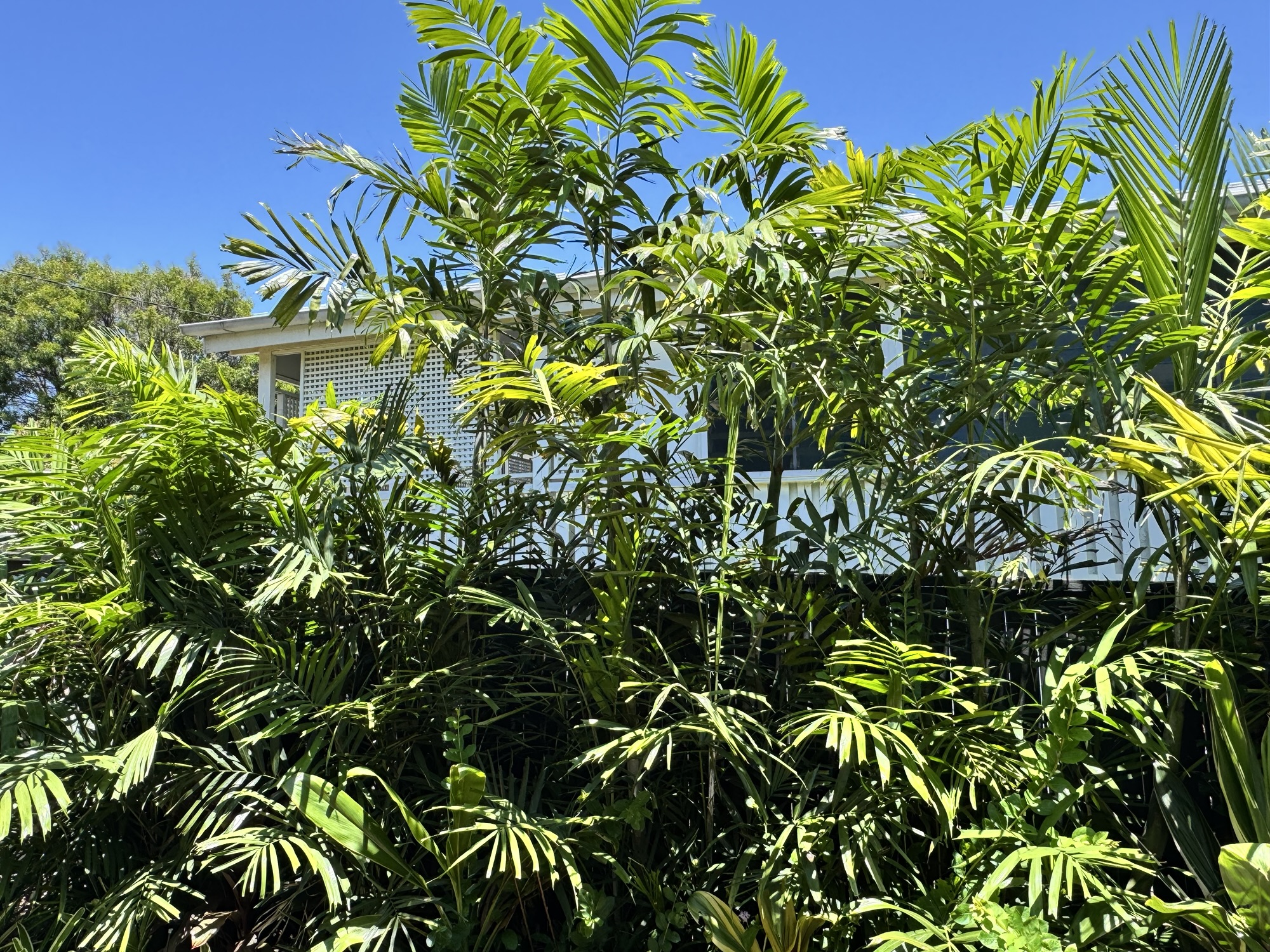 13 Stunning Palm Species Thriving in Our Brisbane Garden – Zacaconia ...