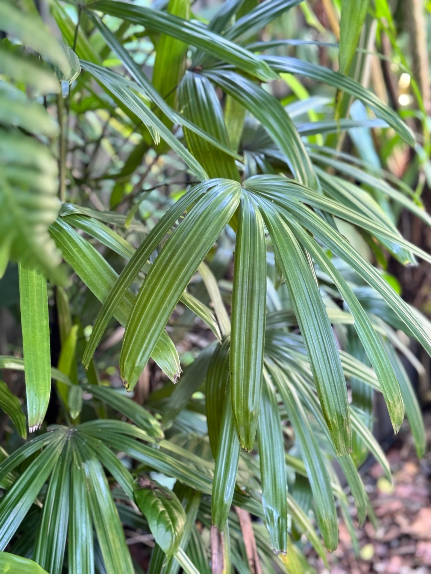 13 Stunning Palm Species Thriving in Our Brisbane Garden – Zacaconia ...