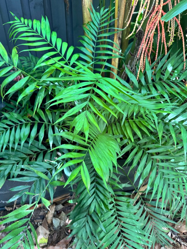 13 Stunning Palm Species Thriving in Our Brisbane Garden – Zacaconia ...