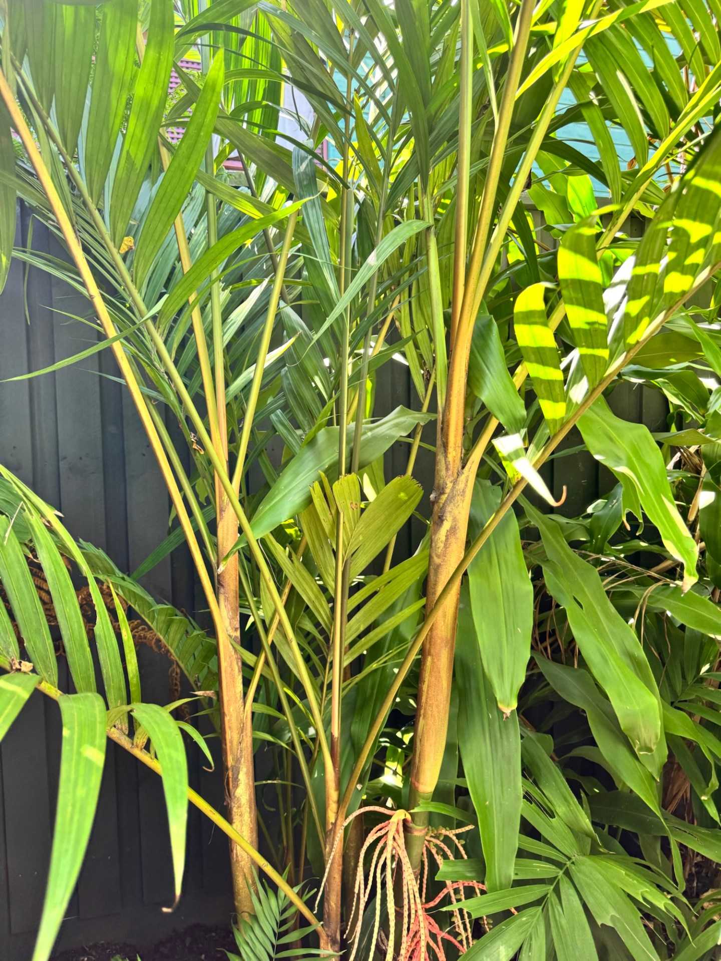 13 Stunning Palm Species Thriving in Our Brisbane Garden – Zacaconia ...