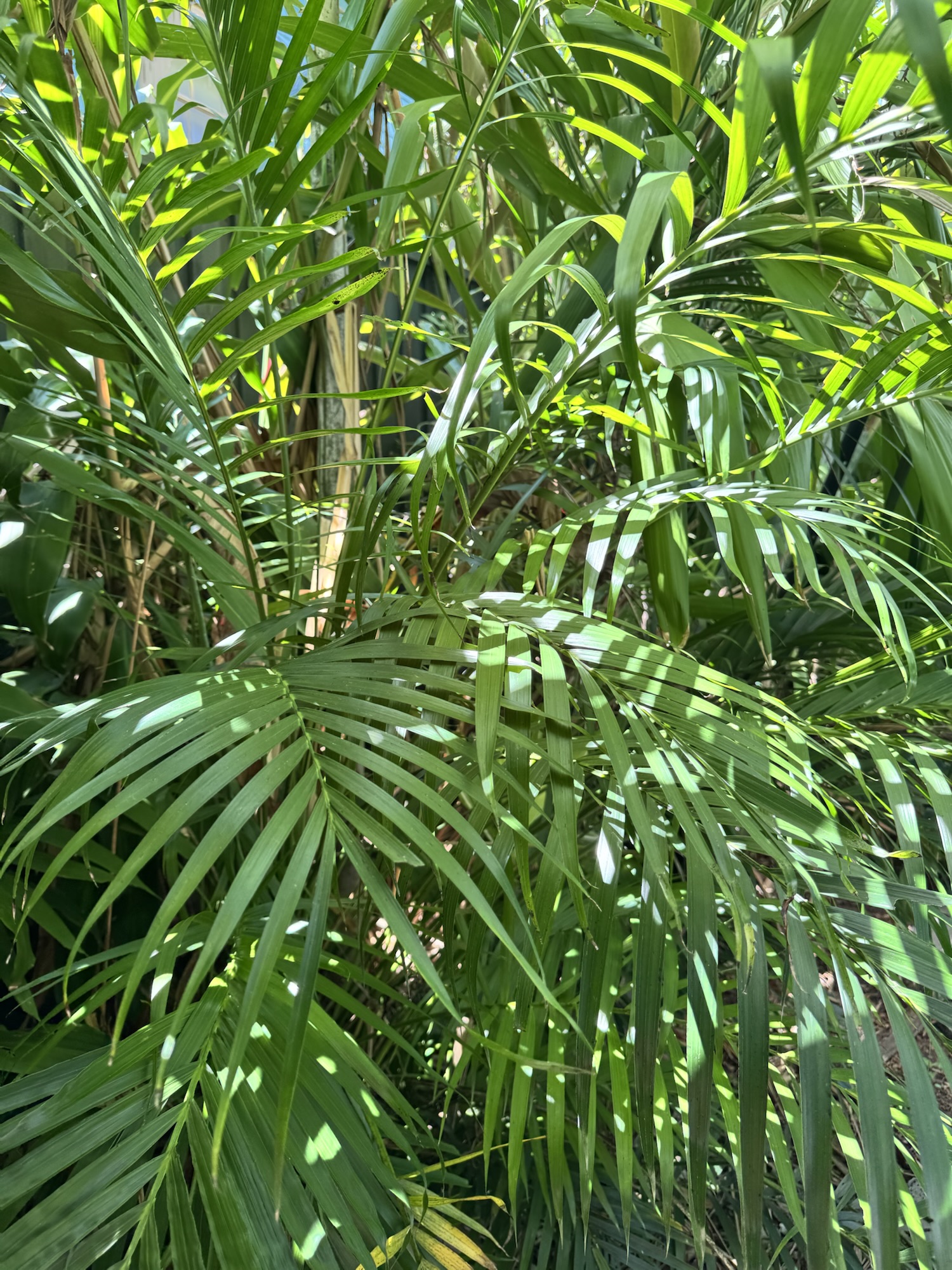 13 Stunning Palm Species Thriving in Our Brisbane Garden – Zacaconia ...
