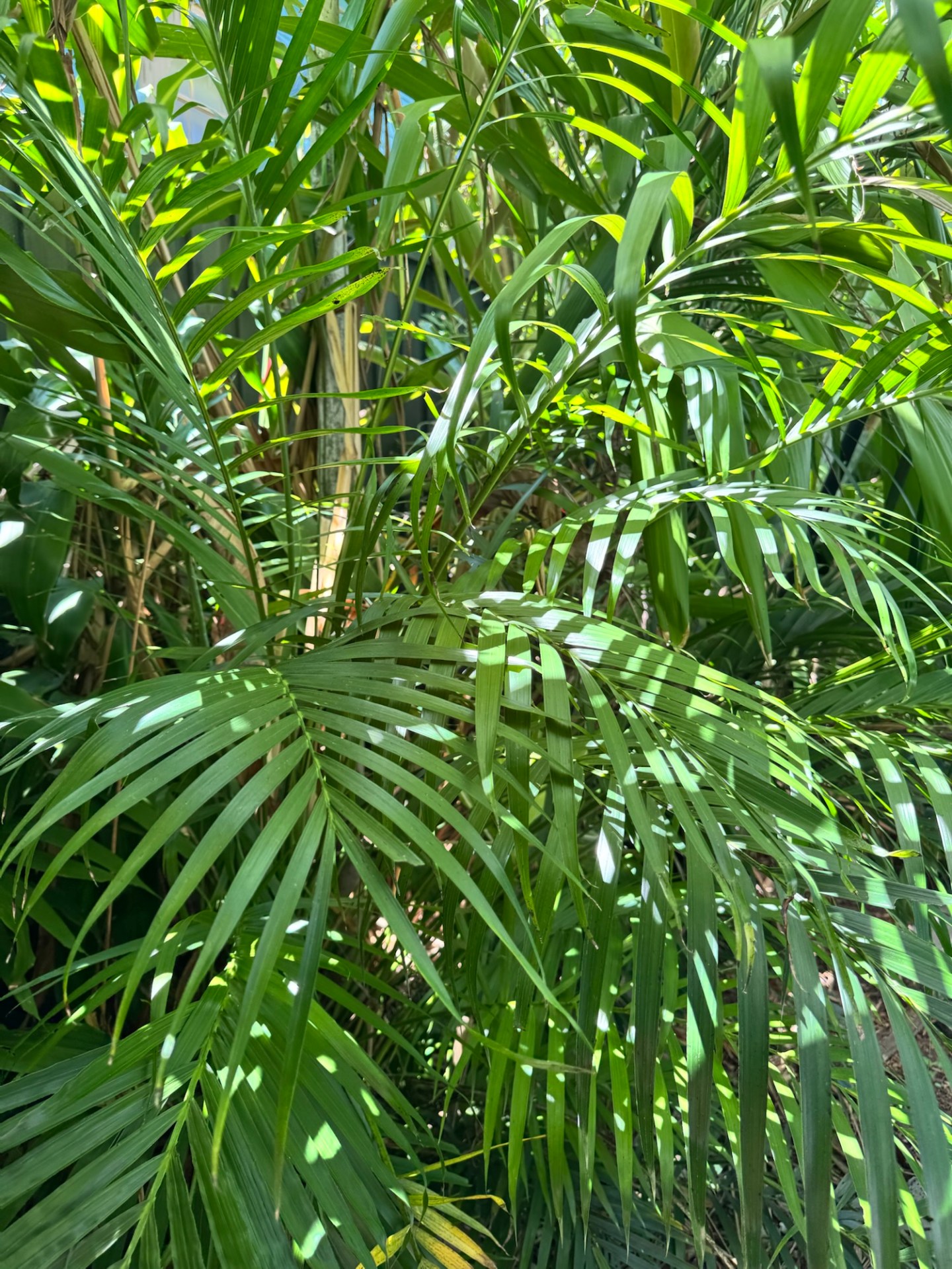 13 Stunning Palm Species Thriving in Our Brisbane Garden – Zacaconia ...